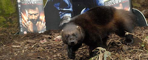 Wolverine PR photos must be seen to be believed | VG247