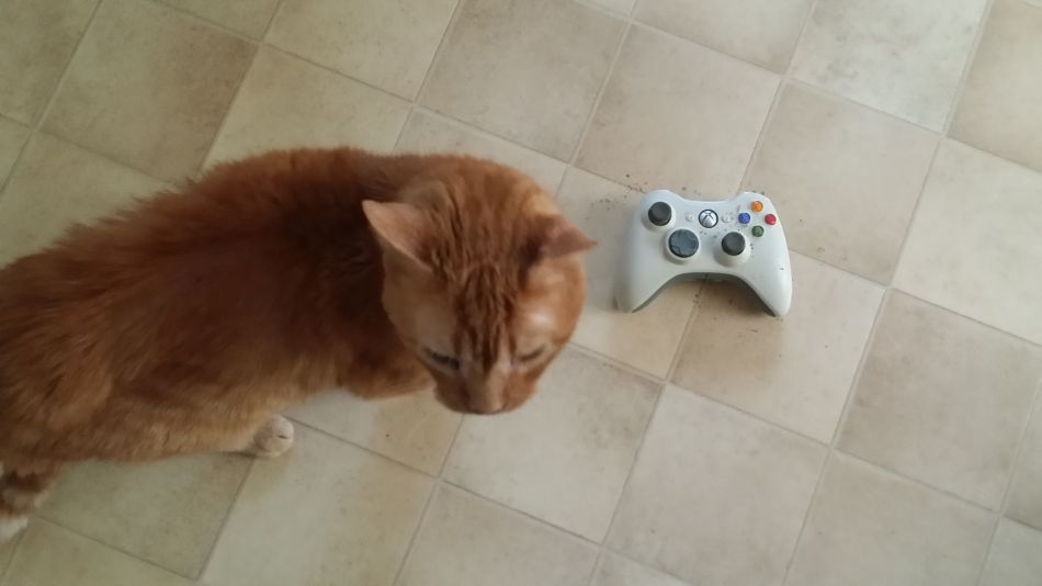 Animals with game controllers: how I failed trying to emulate the ...