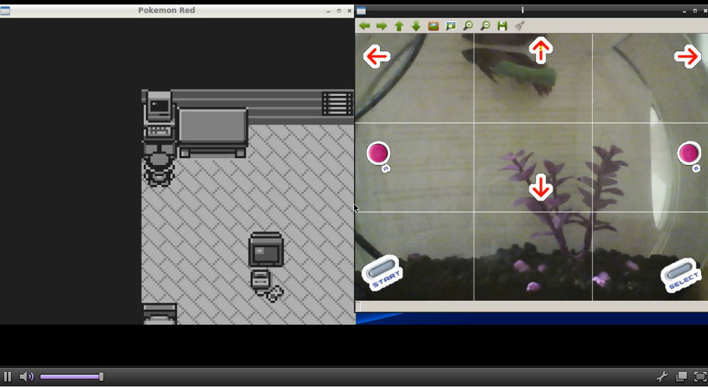 FishPlaysPokemon is a real fish playing Pokemon on Twitch | VG247