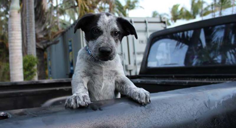 Replace Dogmeat in Fallout 4 with Pirate the adorable Australian Cattle ...