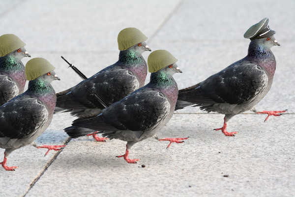 [Pc] [H] stuff [w] pigeons : r/RocketLeagueExchange