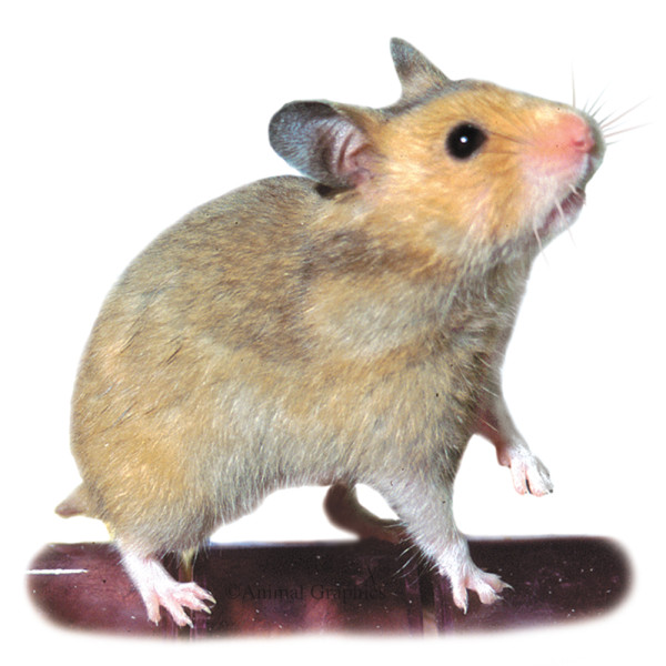 Pokemon Go players walk shelter dogs, save abandoned pets, enjoy ...