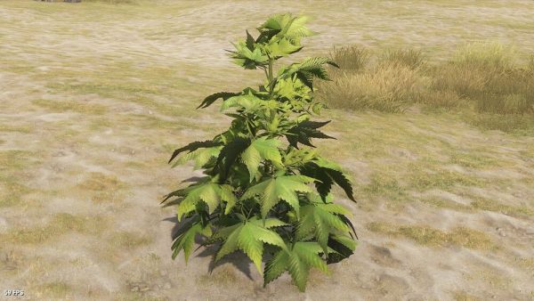 Rust | How to get cloth on Console and PC | VG247